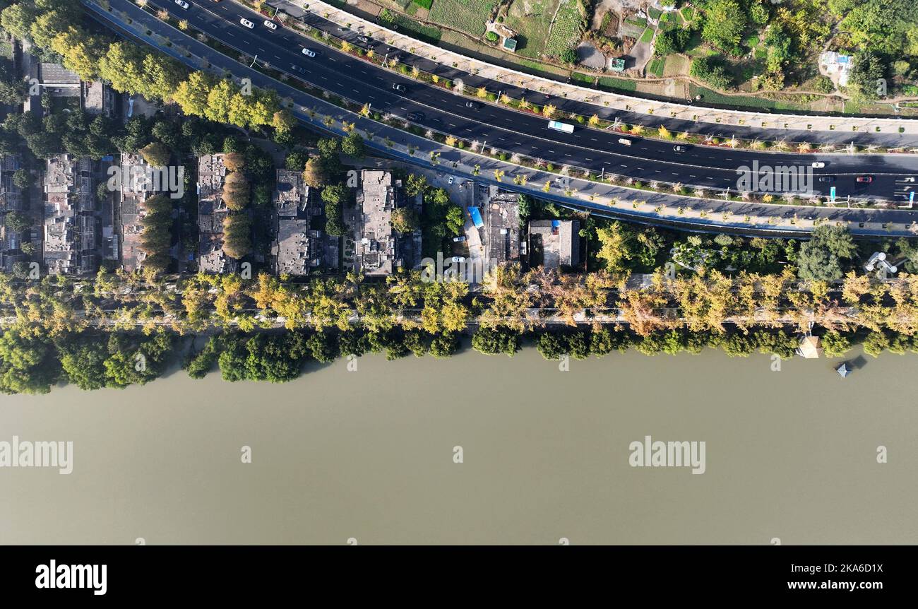 Aerial photos show that thousands of ginkgo leaves turn yellow in ...