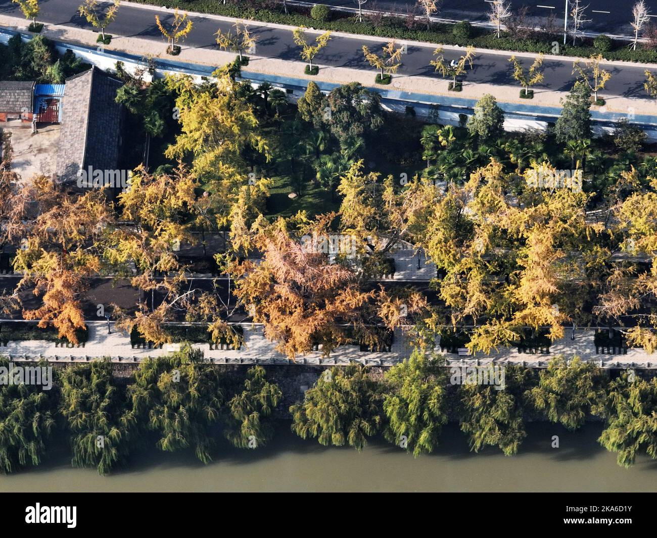Aerial photos show that thousands of ginkgo leaves turn yellow in ...