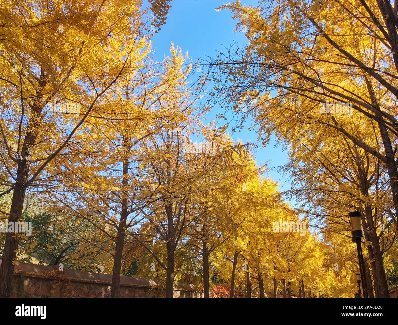 The charming and golden autumn scenery of the one-kilometer ginkgo ...
