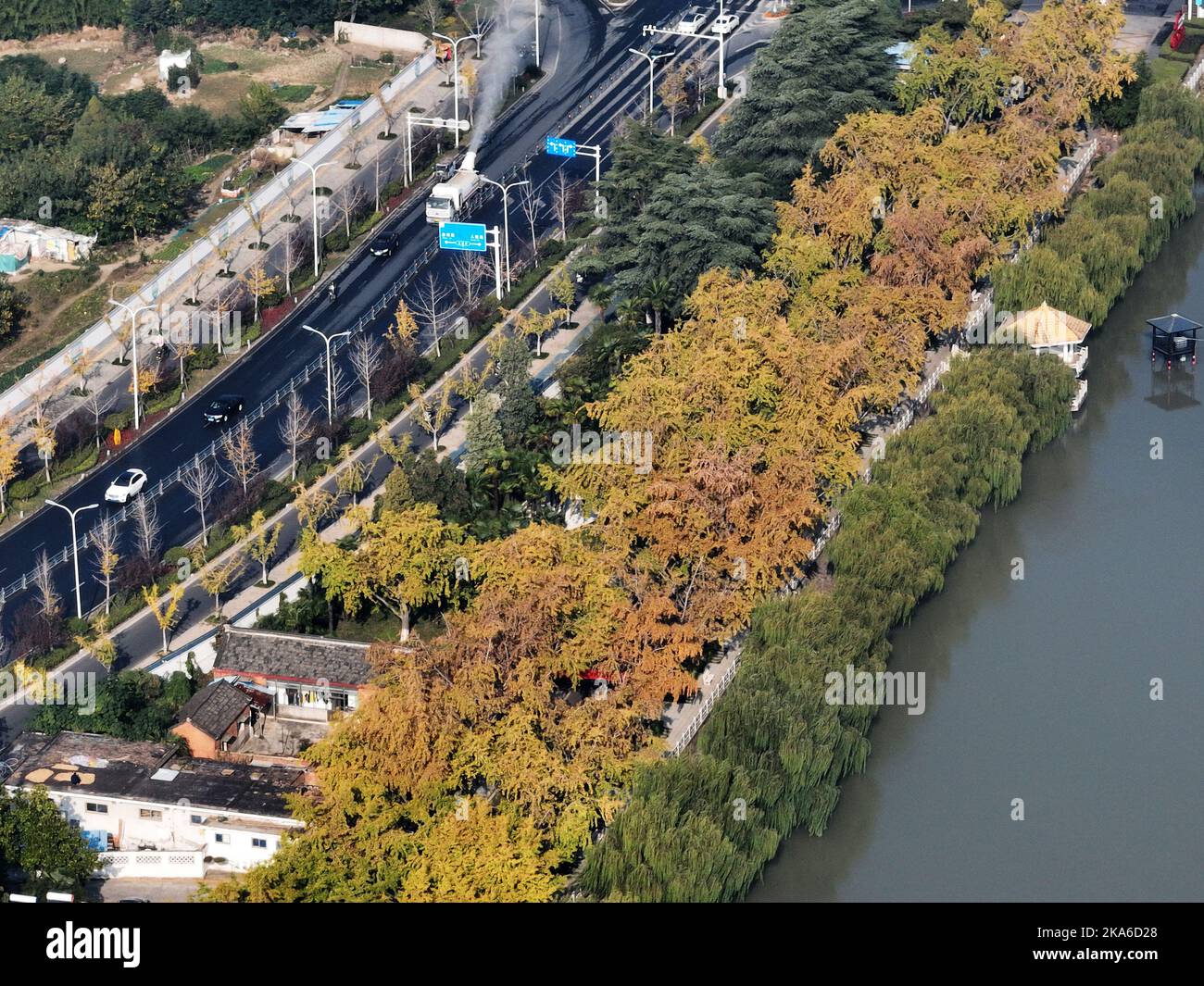 Aerial photos show that thousands of ginkgo leaves turn yellow in ...