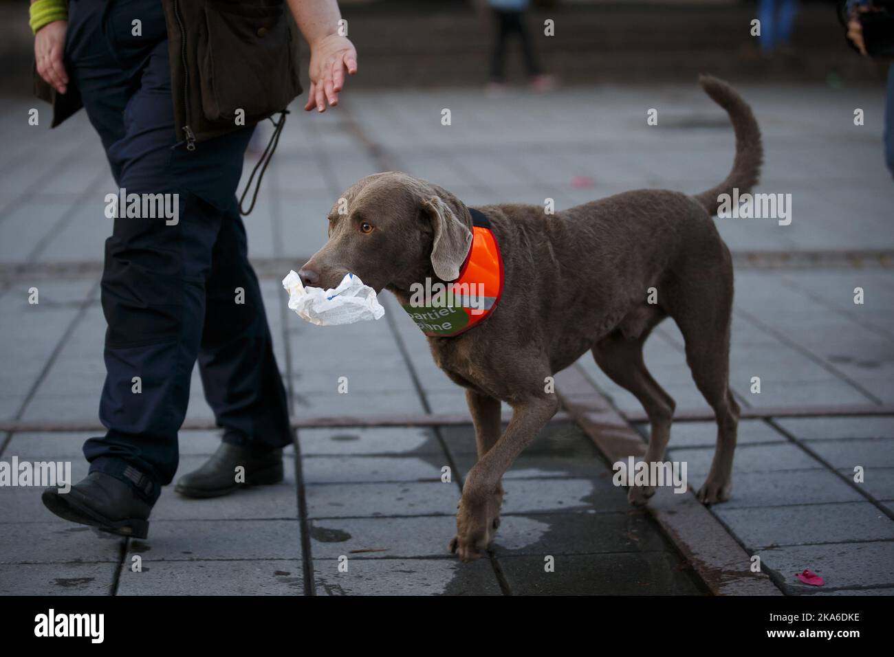OSLO, Norway 20150903. Garbage Dog "Ridder" doing something so unusual ...