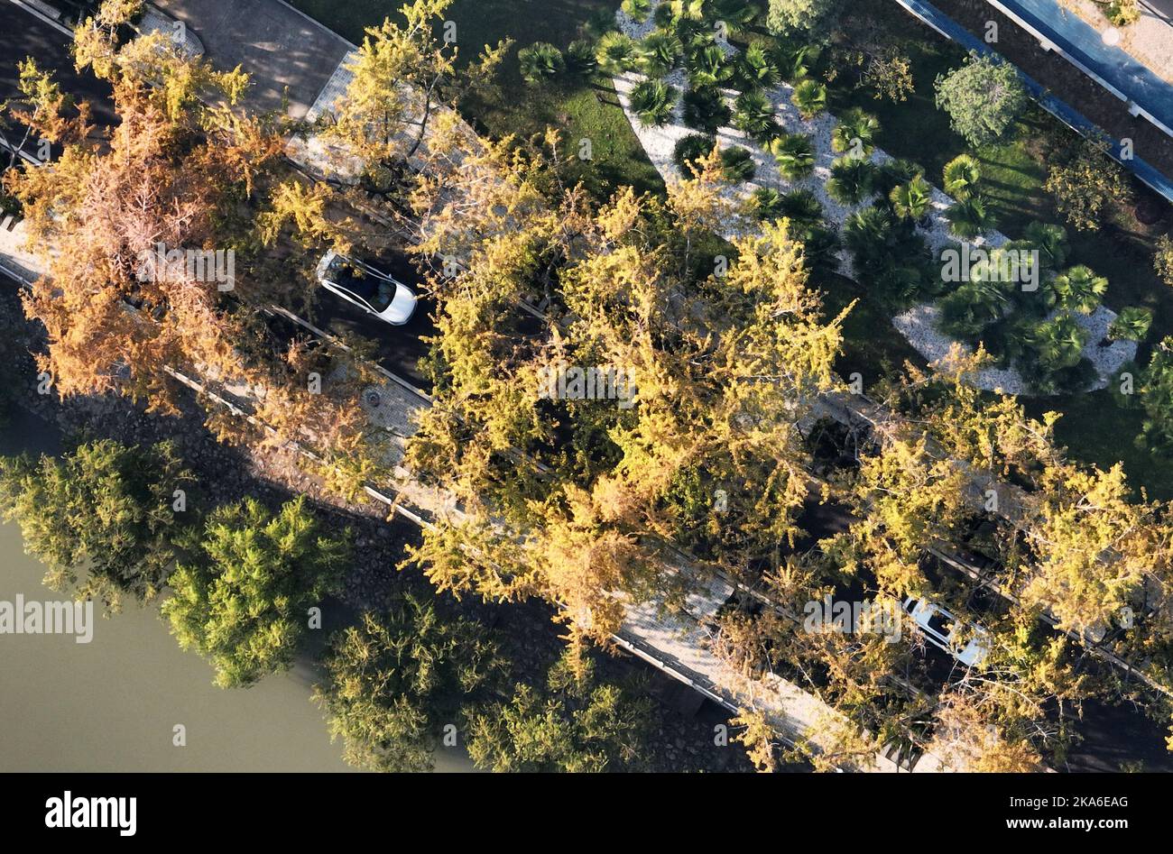 Aerial photos show that thousands of ginkgo leaves turn yellow in ...