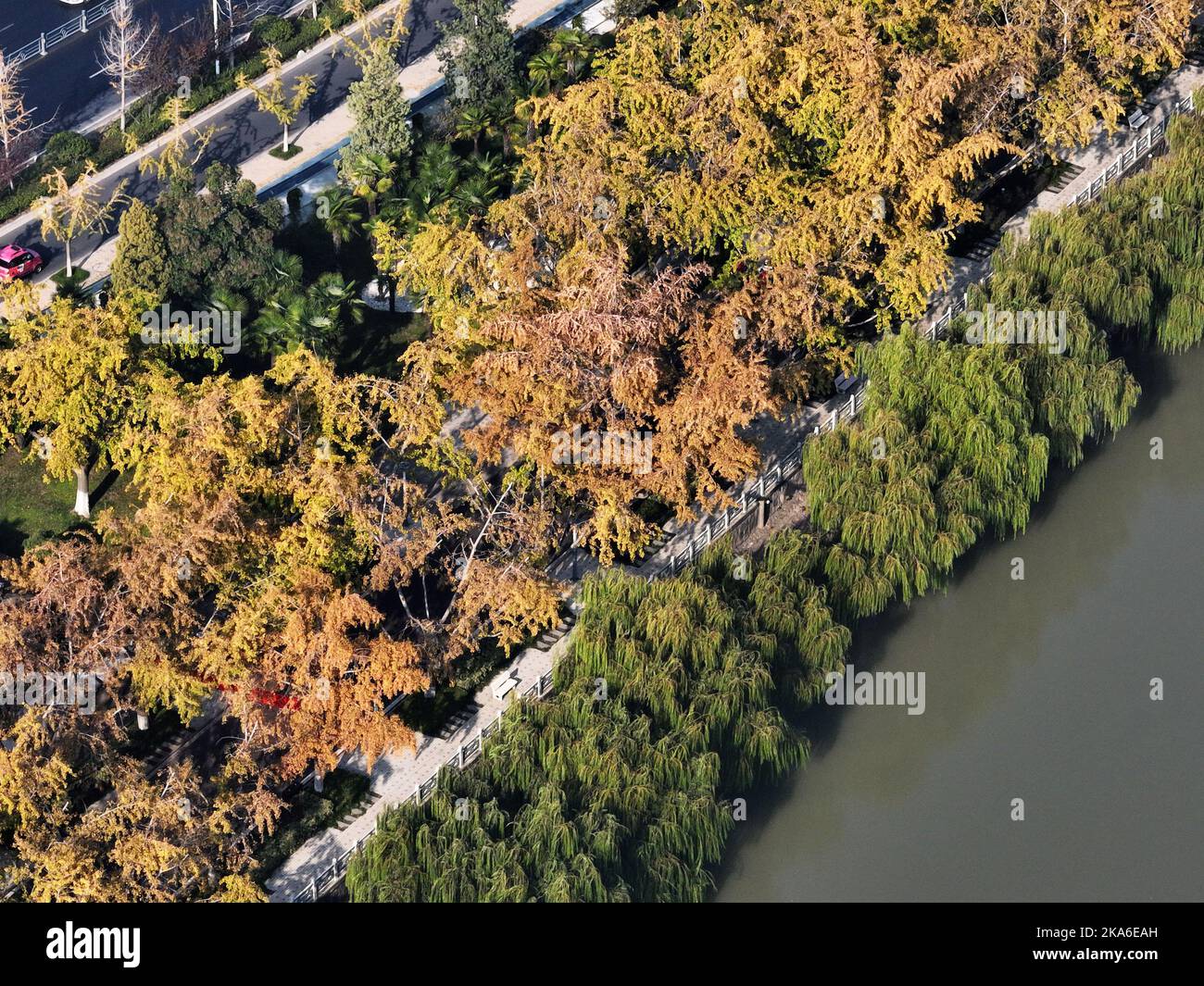 Aerial photos show that thousands of ginkgo leaves turn yellow in ...