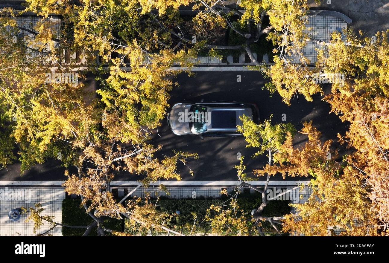 Aerial photos show that thousands of ginkgo leaves turn yellow in ...