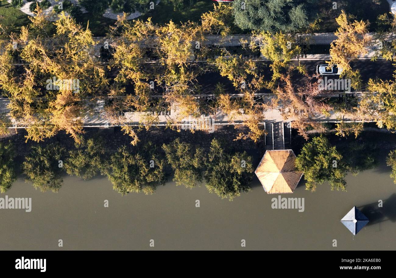Aerial photos show that thousands of ginkgo leaves turn yellow in ...