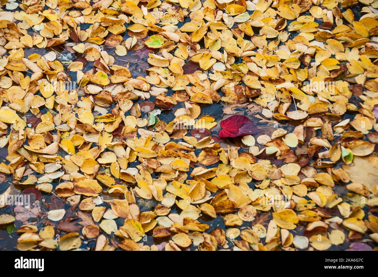 Around the UK - Autumn coloured leaves floating on water, Batsford Arboretum Stock Photo - Alamy