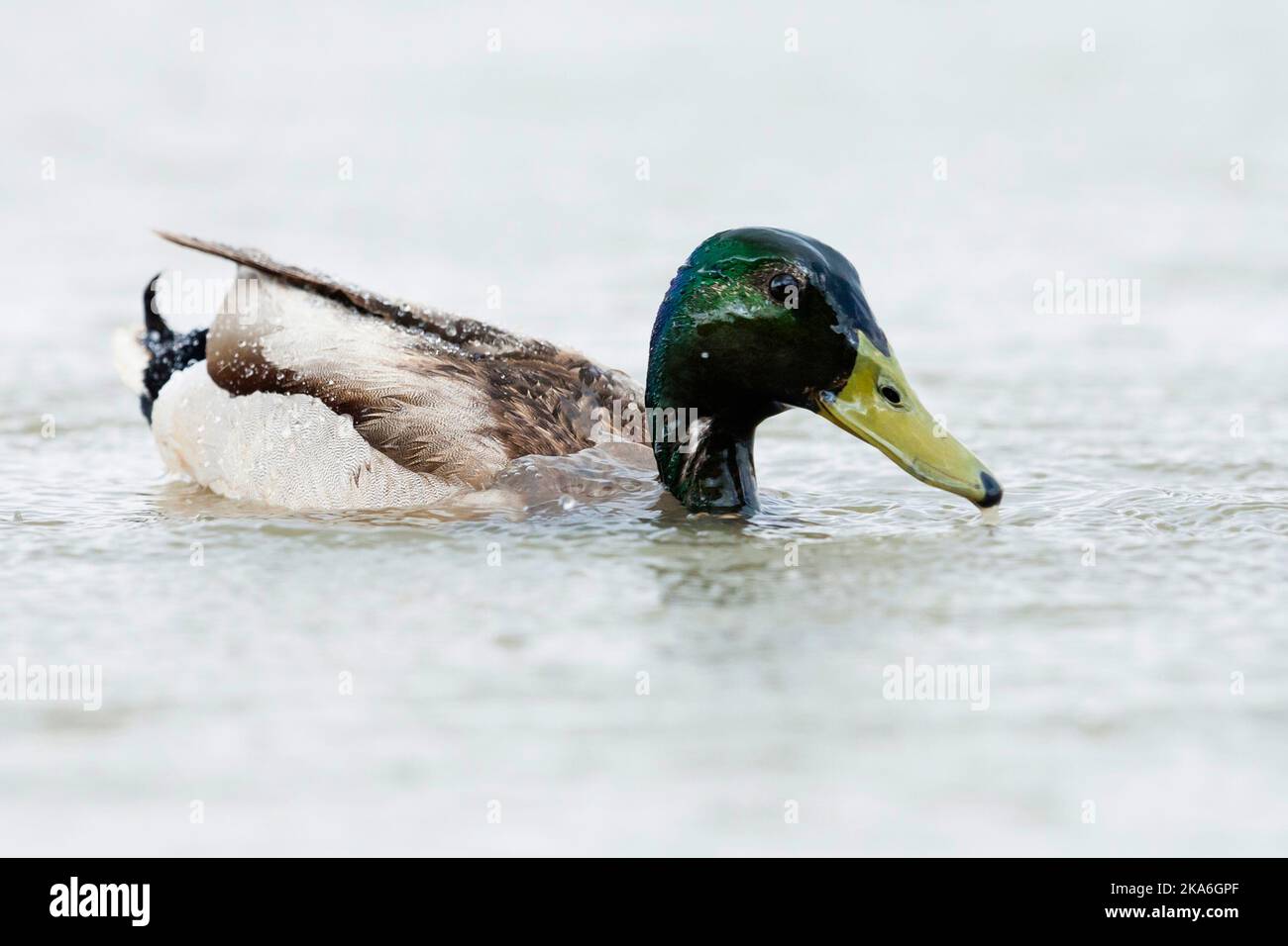 Wilde Eend man zwemmend; Mallard male swimming Stock Photo - Alamy