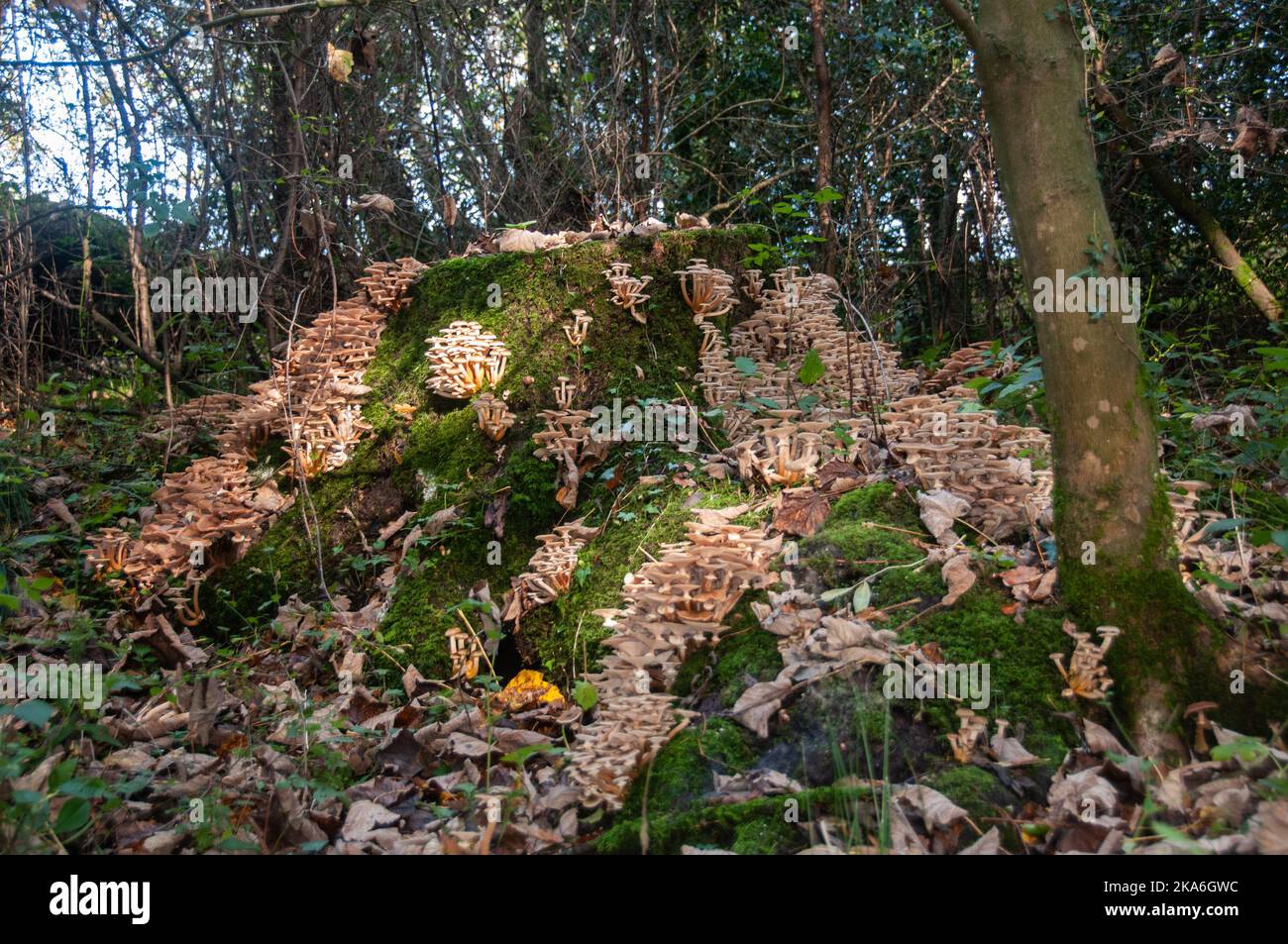 Around the UK - roadside fungus on a rotten tree stump Stock Photo - Alamy