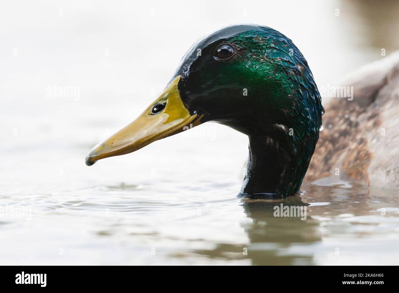 Wilde Eend man zwemmend; Mallard male swimming Stock Photo - Alamy