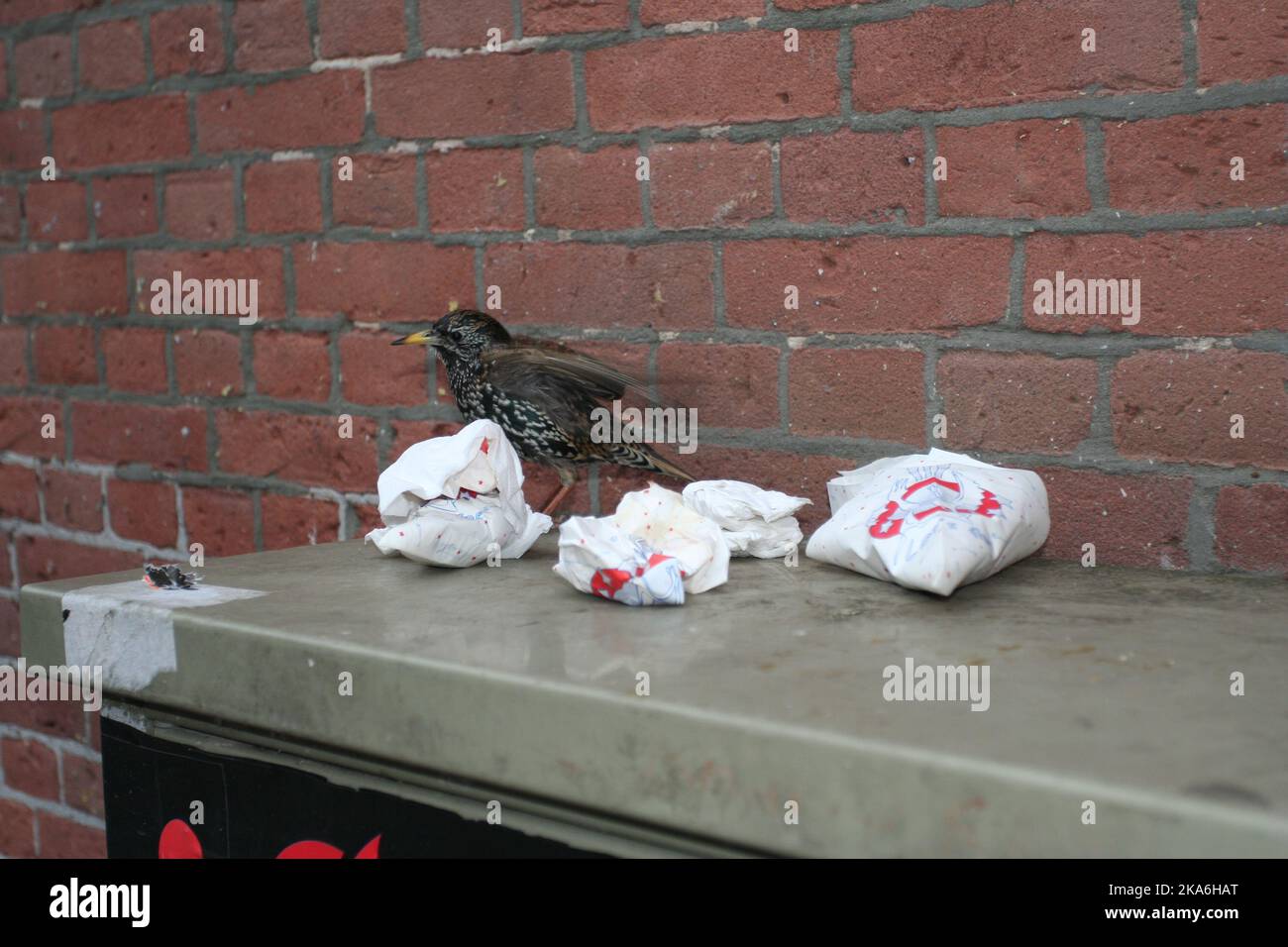 Common Starling foraging on garbage at a market in center of Amsterdam ...
