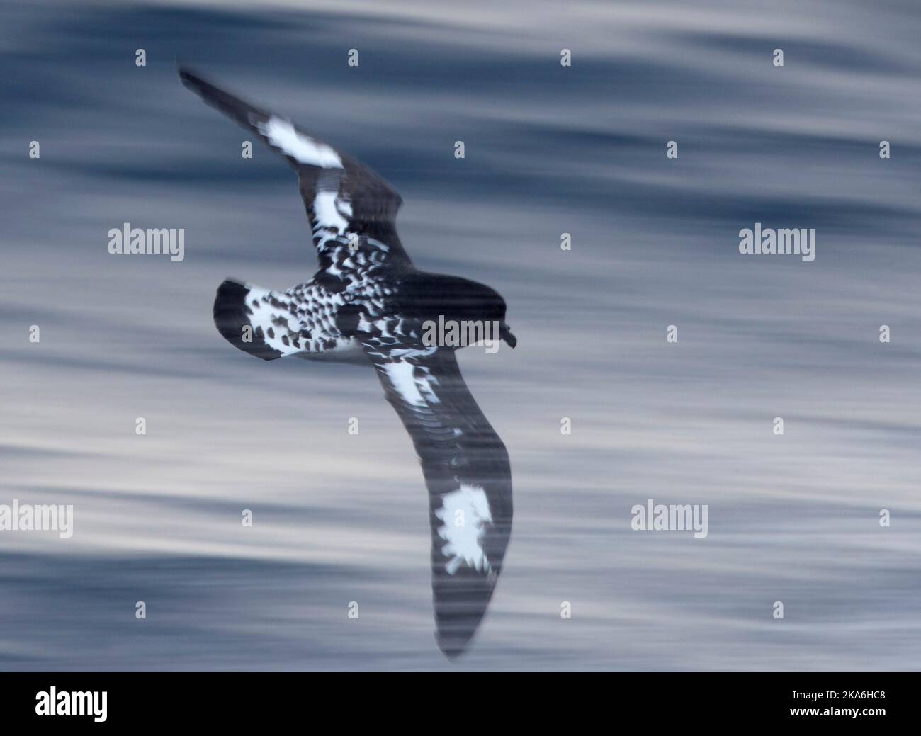 Cape Petrel (Daption capense australe) in flight with slow shutterspeed ...