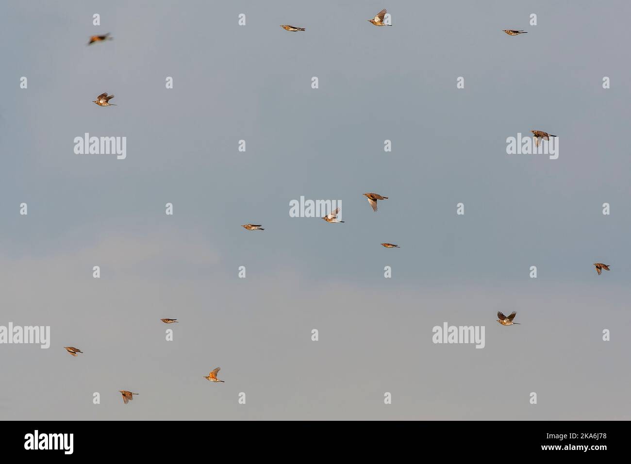 Migrating Fieldfare (Turdus pilaris) in the Netherlands. Huge flock of ...