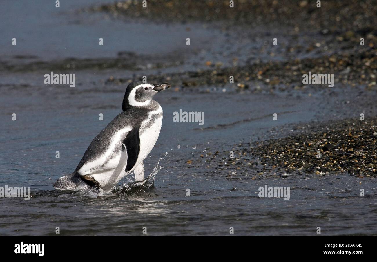 Magelhaenpinguin op het strand; Magellanic Penguin on the shore Stock ...