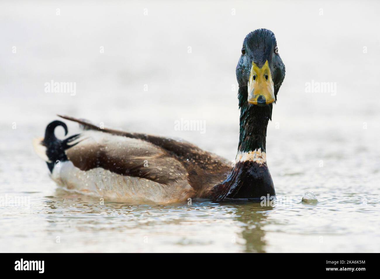 Wilde Eend man zwemmend; Mallard male swimming Stock Photo - Alamy