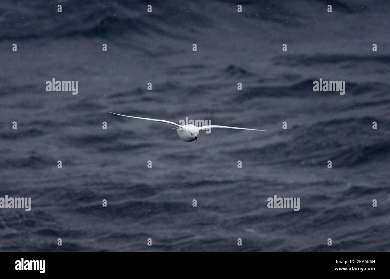 Lesser Snow Petrel flying; Sneeuwstormvogel vliegend Stock Photo - Alamy
