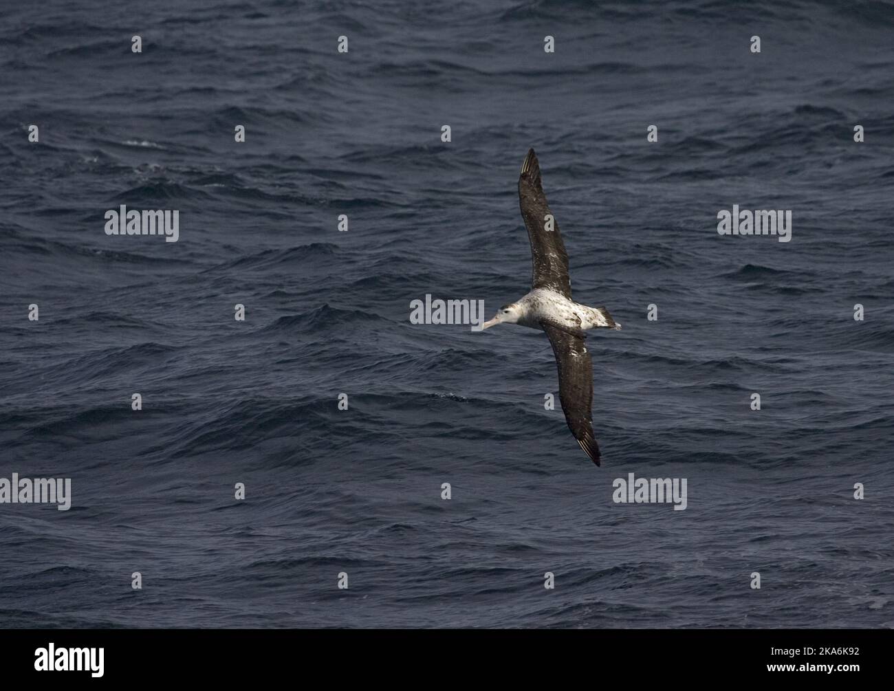 Snowy (Wandering) Albatross flying; Grote Albatros vliegend Stock Photo ...