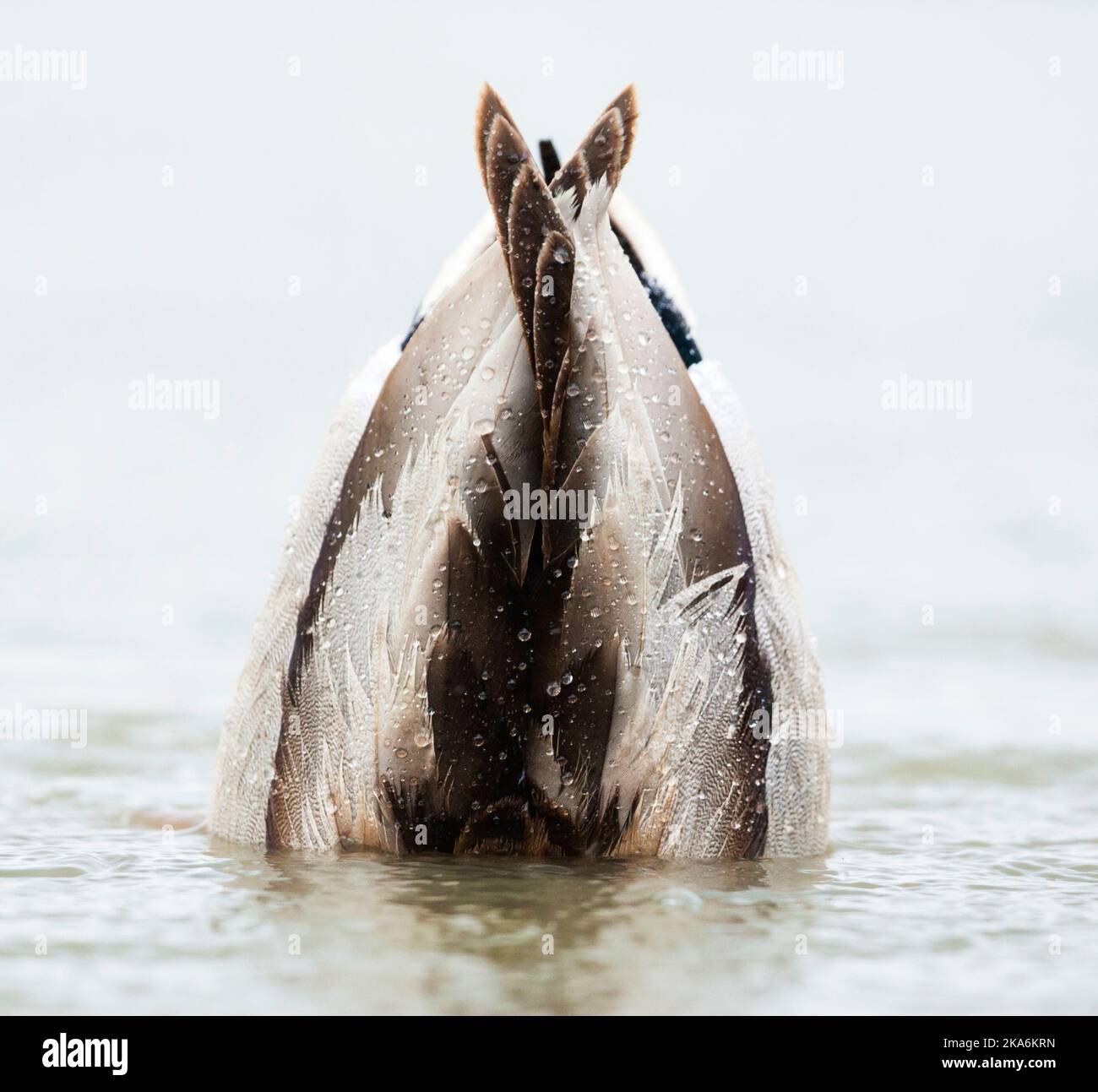 Wilde Eend man duikend; Mallard male diving Stock Photo - Alamy