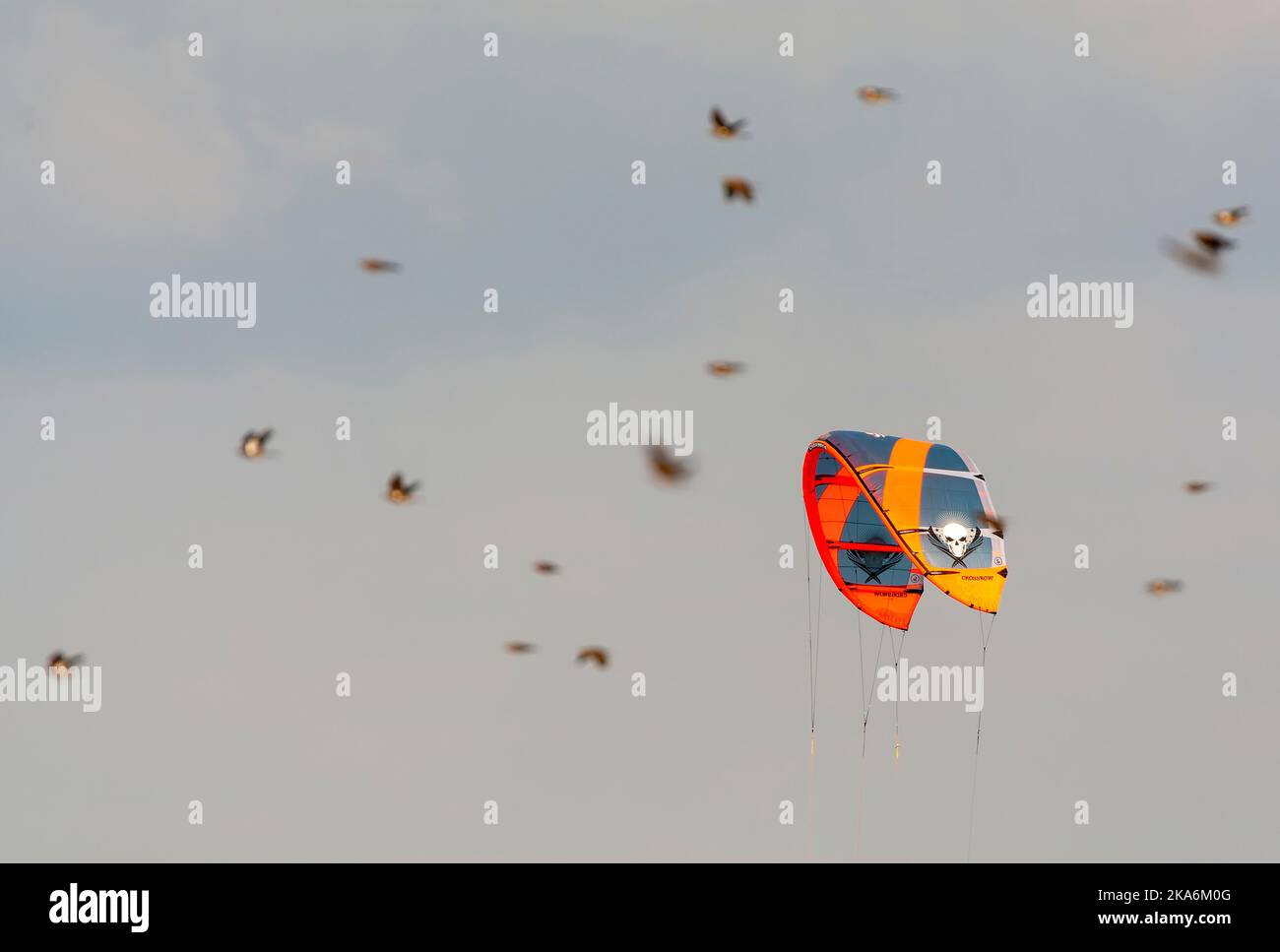 Fieldfare flock flying hi-res stock photography and images - Alamy