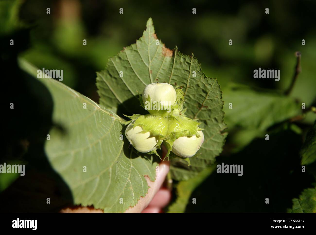 Crown meter hi-res stock photography and images - Alamy
