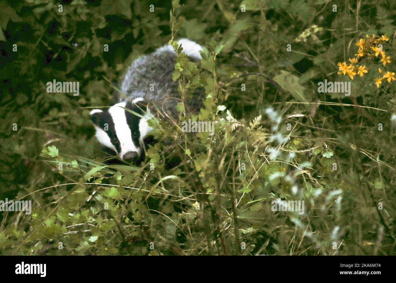 Oslo, Norway 20160722. European badger (Meles meles) is a powerful ...