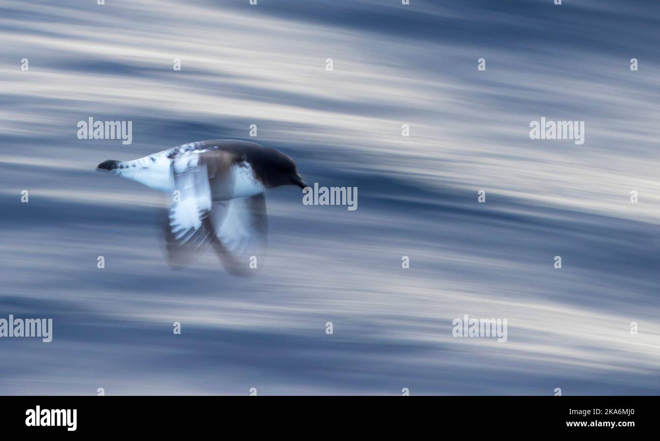 Cape Petrel (Daption capense australe) in flight with slow shutterspeed ...