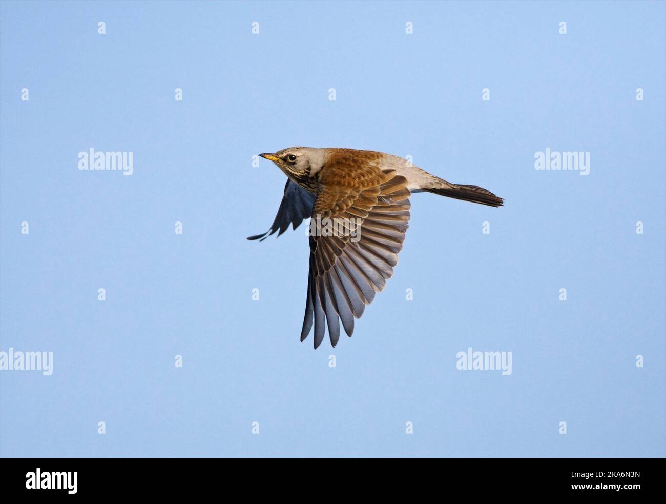 Kramsvogel in de vlucht; Fieldfare in flight Stock Photo - Alamy