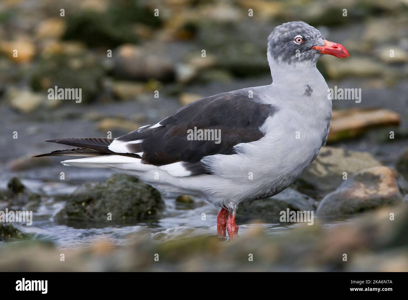 Dolfijnmeeuw, Dolphin Gull, Leucophaeus scoresbii Stock Photo - Alamy