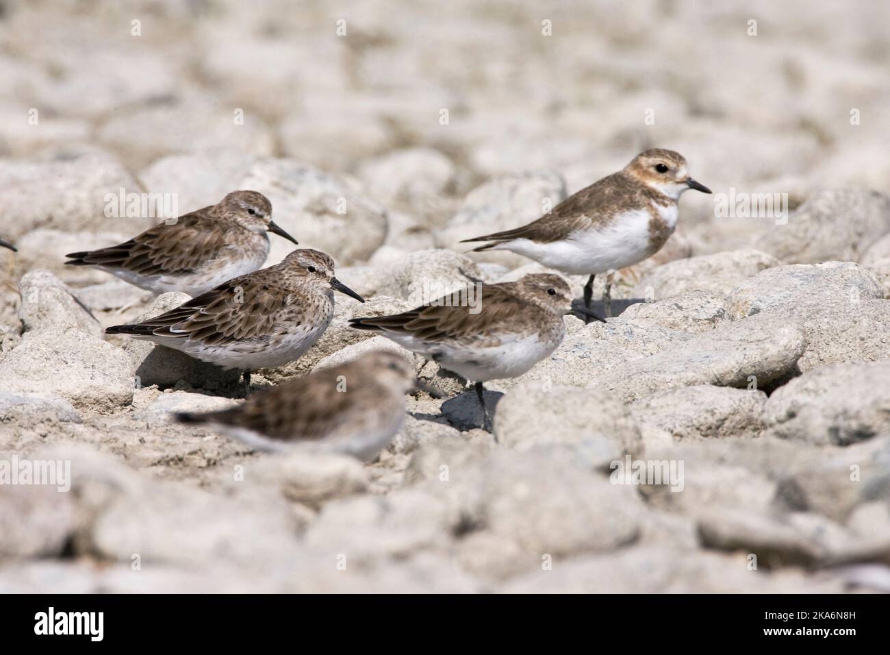 Overwinterende Bonapartes Strandloper; Wintering White-rumped Sandpiper ...
