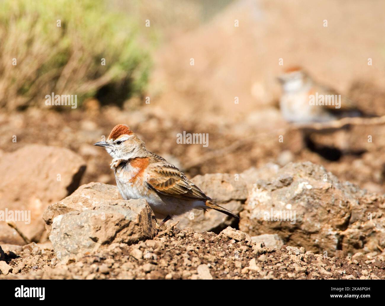 Red-capped Lark (Calandrella cinerea) along the main road in Leshoto ...