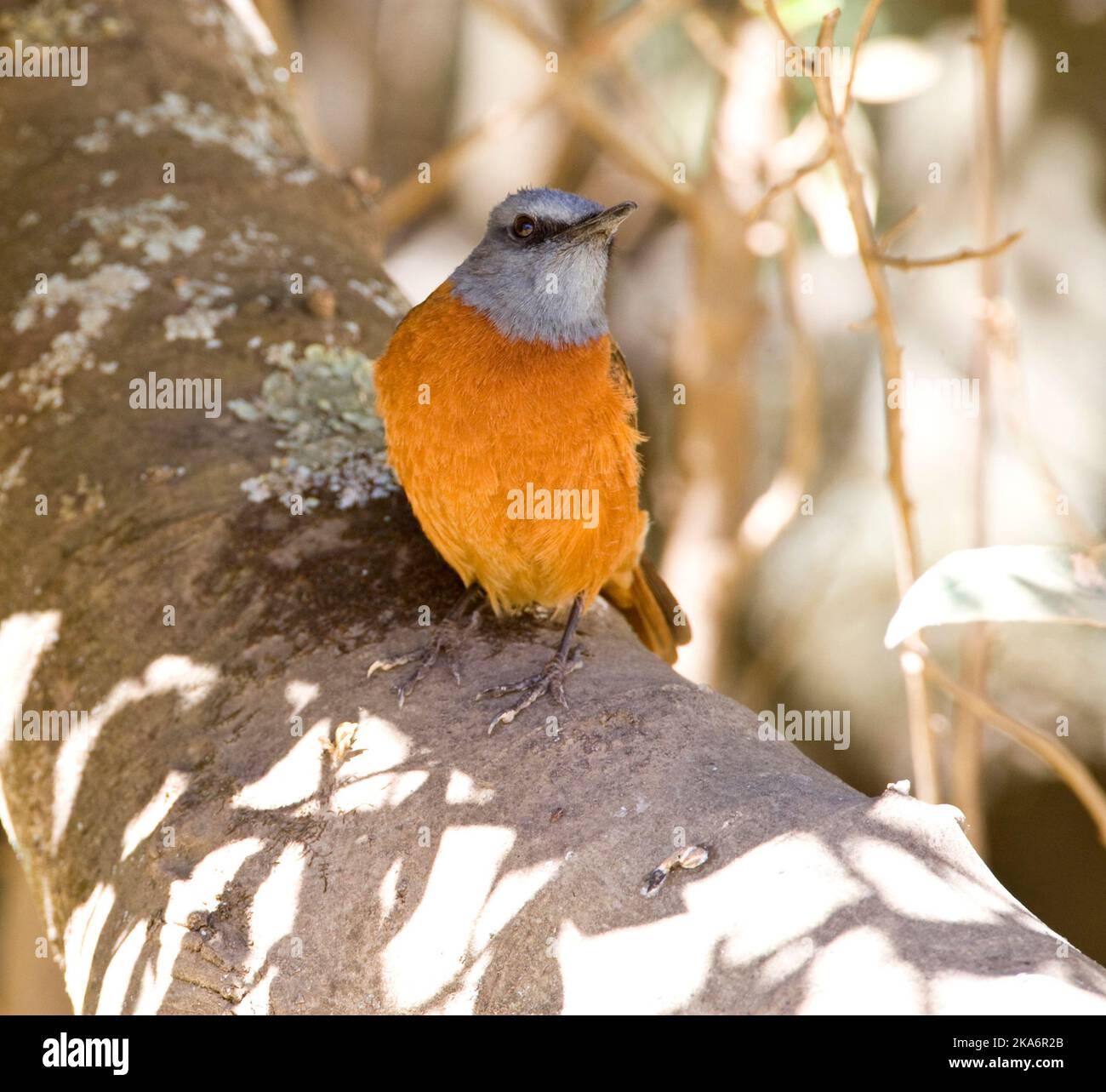 Male Cape Rock-thrush (Monticola rupestris) perched in a tree in South ...