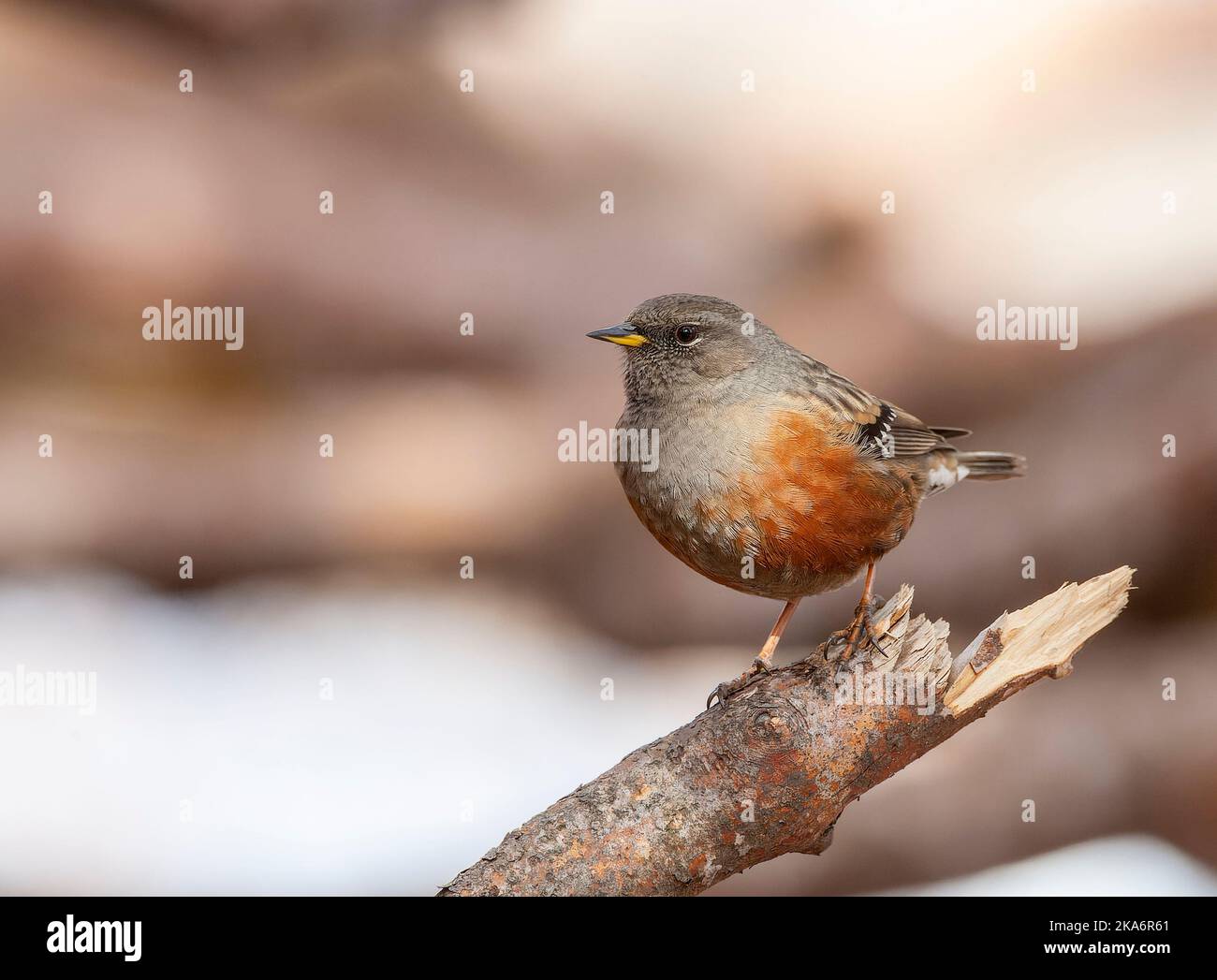 Alpine accentor (Prunella collaris nipalensis) near Pangot, central ...