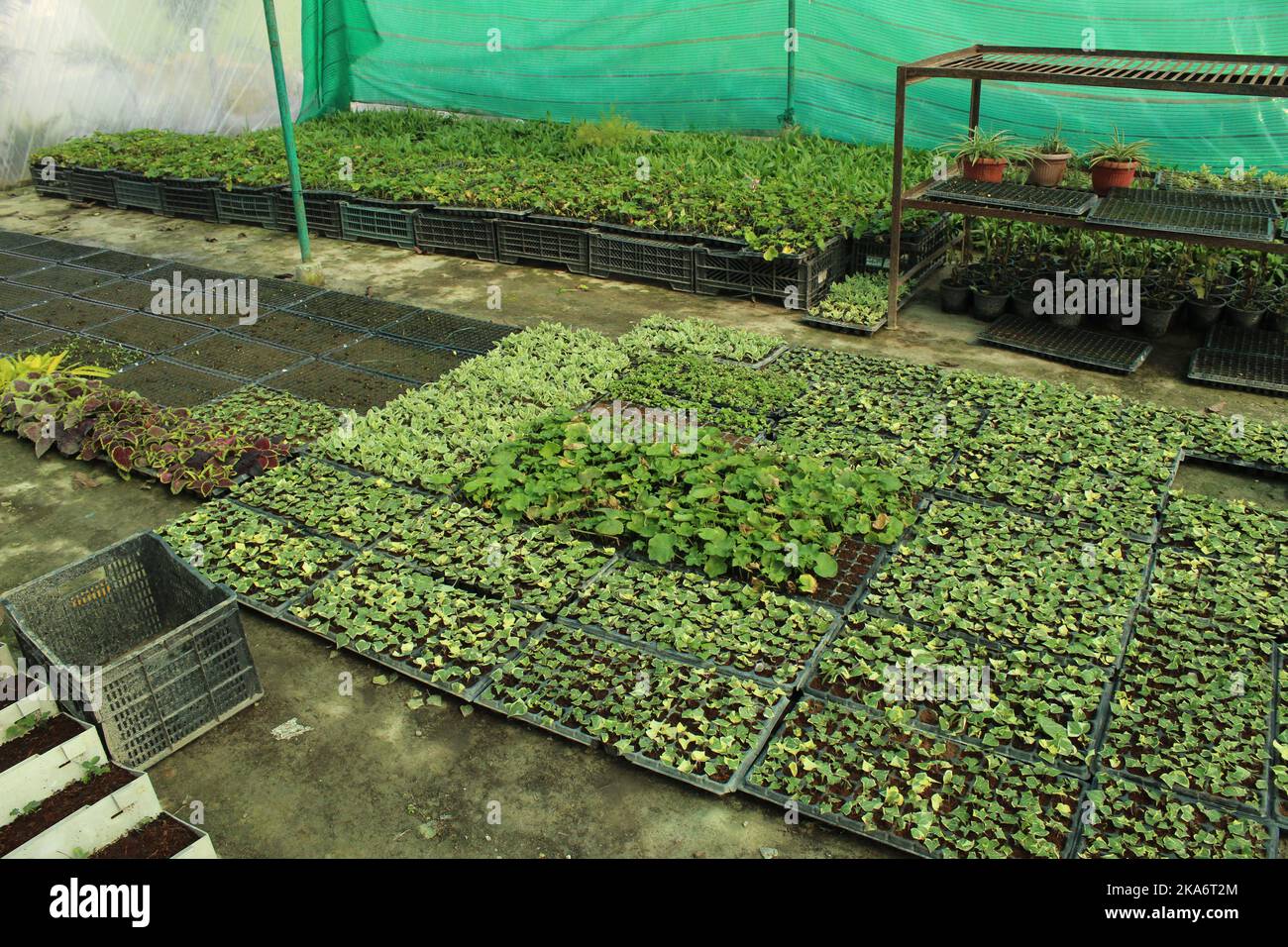 Small plants in pots for planting - the concept of gardening Stock ...