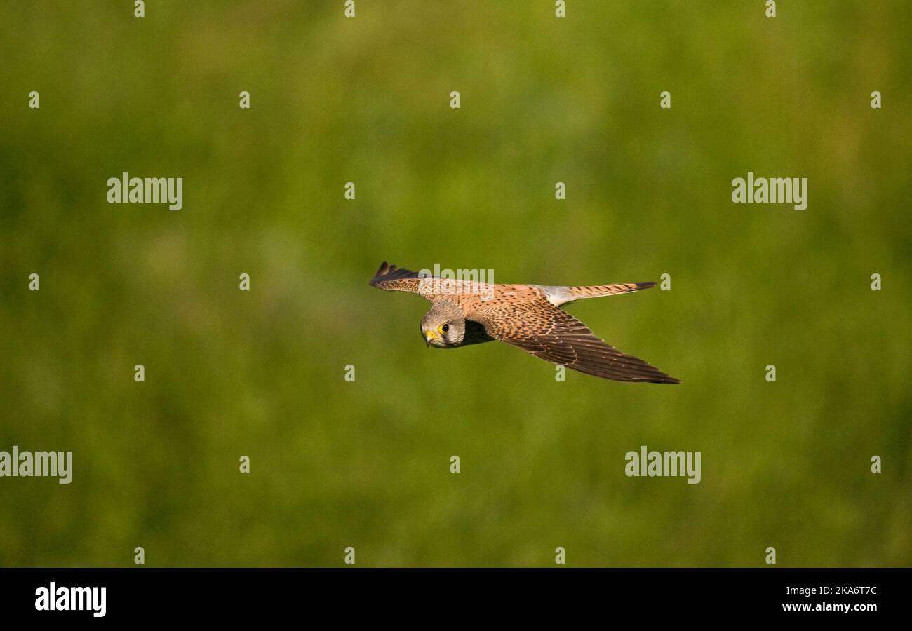 Vrouwtje Torenvalk in de vlucht; Female Common Kestrel in flight Stock ...