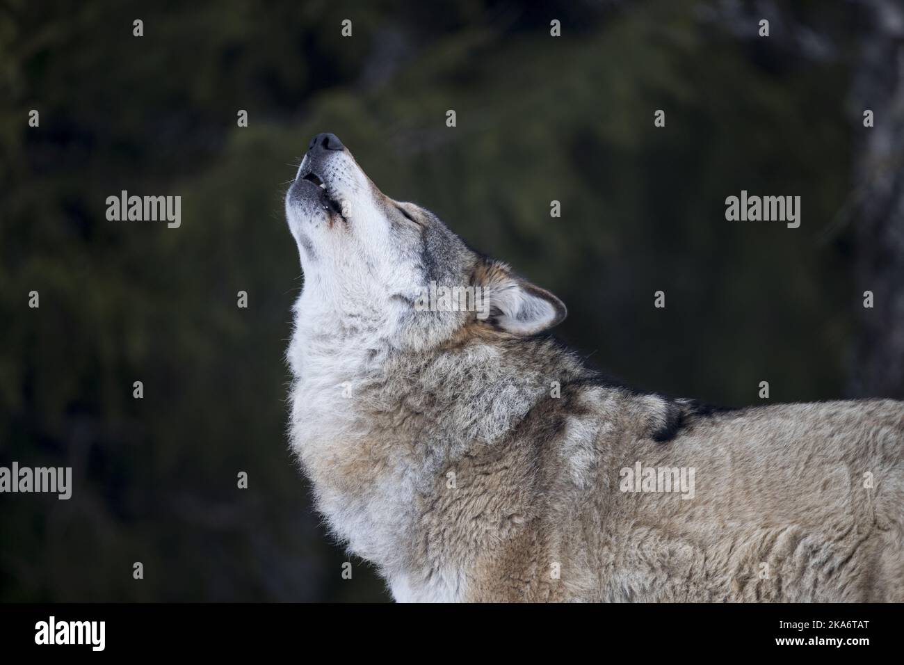 Wolf junge hi-res stock photography and images - Alamy