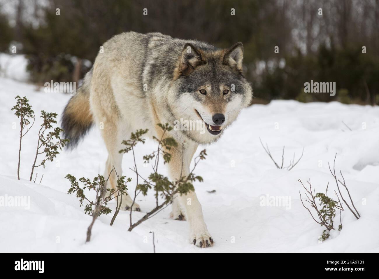 Wolf junge hi-res stock photography and images - Alamy