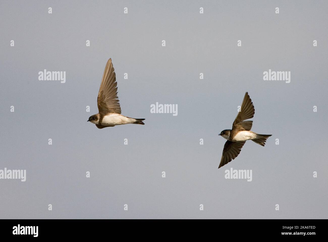 Sand Martin flying; Oeverzwaluw vliegend Stock Photo - Alamy