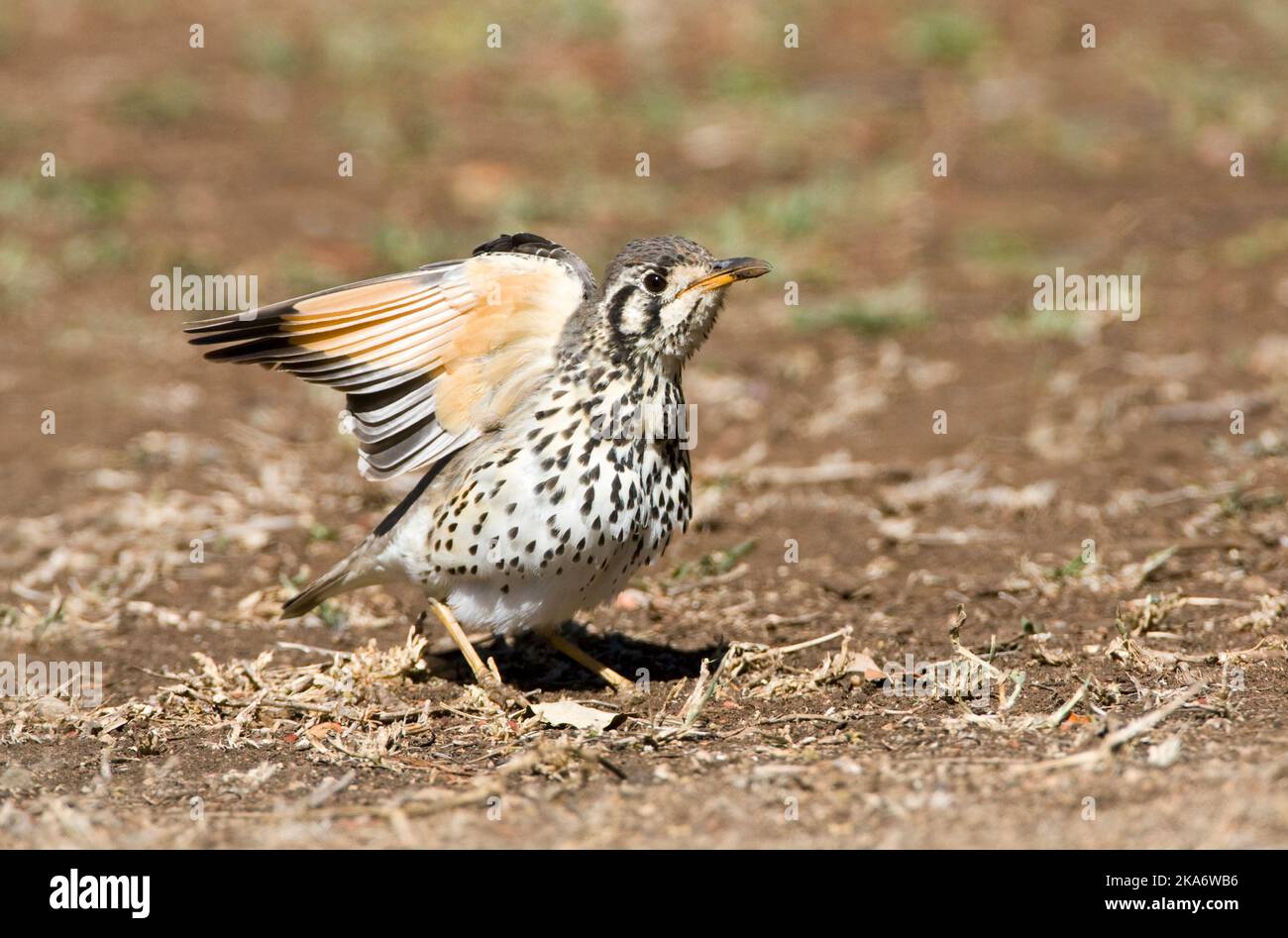 Groundscraper Thrush (Psophocichla litsitsirupa) standing on the ground ...