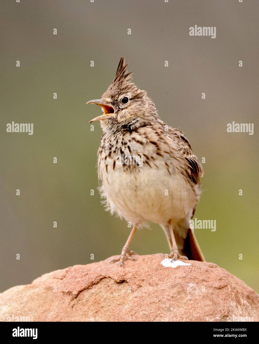 Singing Thekla Lark (Galerida theklae theklae) from a rocky perch Stock ...