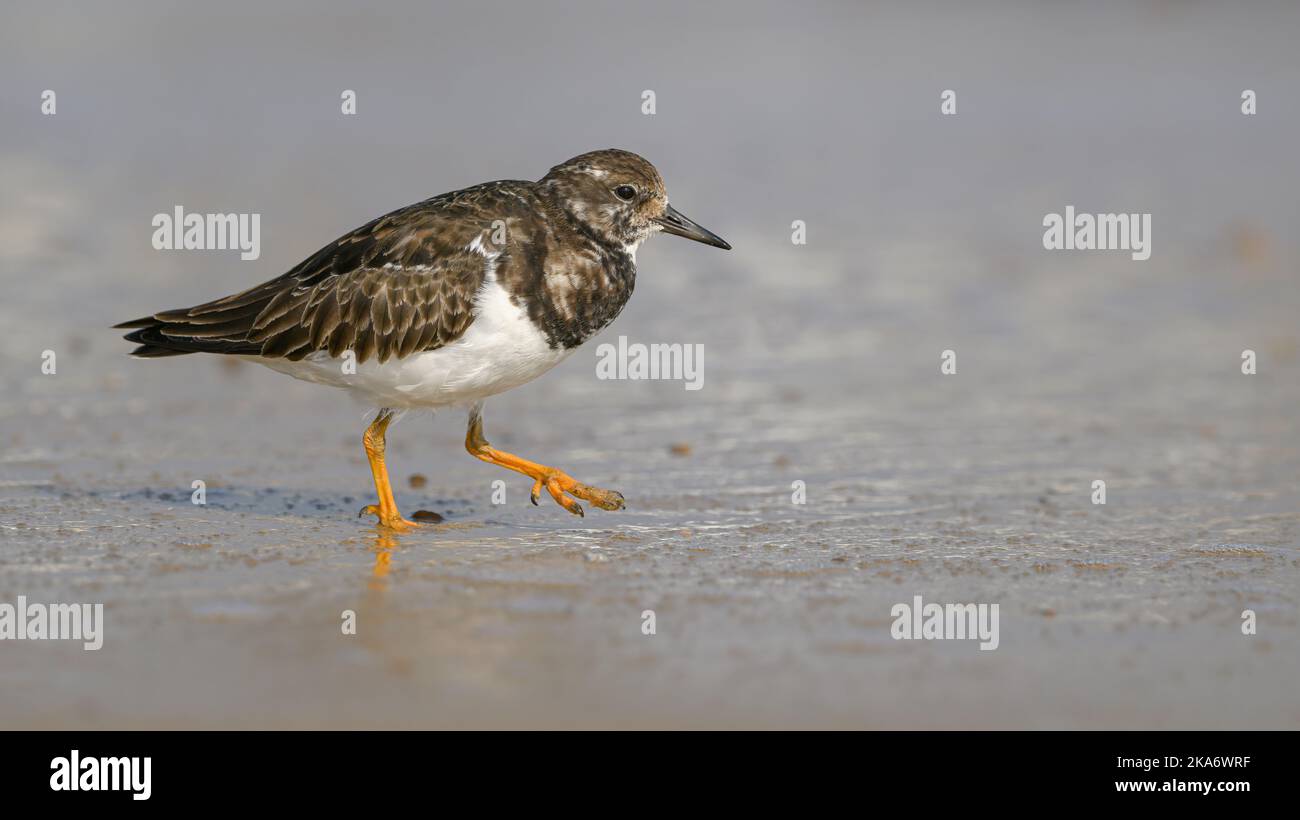 Turnstone, Ruddy Turnstone, Arenaria interpres Adult non breeding ...