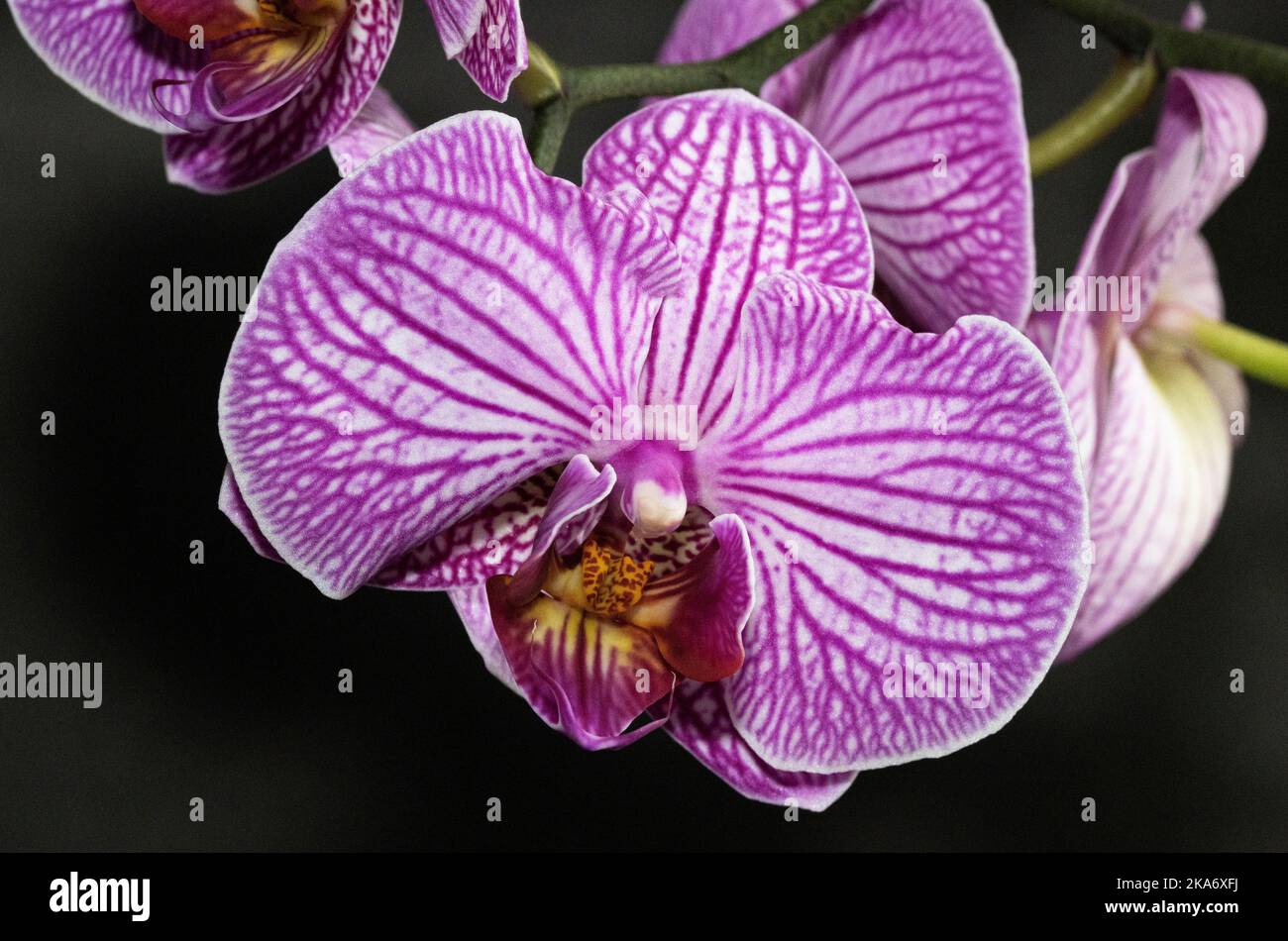 Commercial propagation of exotic Orchids used to be very unproductive ...