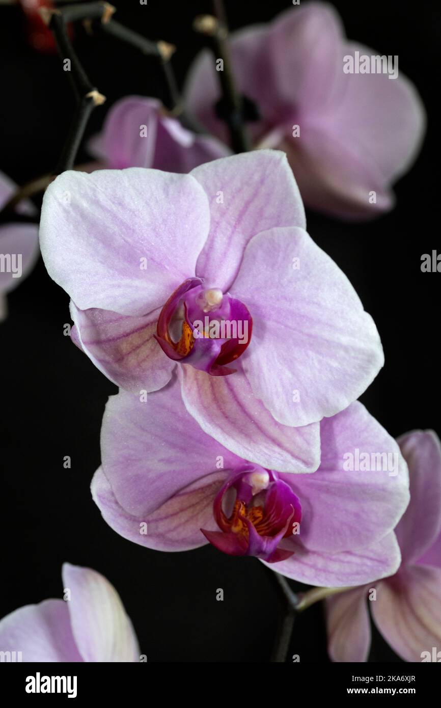 Commercial propagation of exotic Orchids used to be very unproductive ...