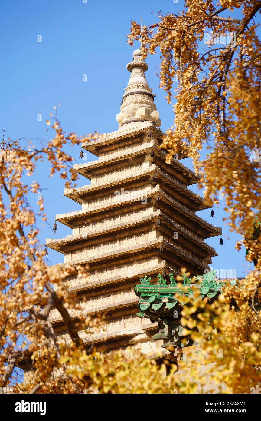 Two ancient ginkgo trees nearly 600 years old are flourishing in the ...
