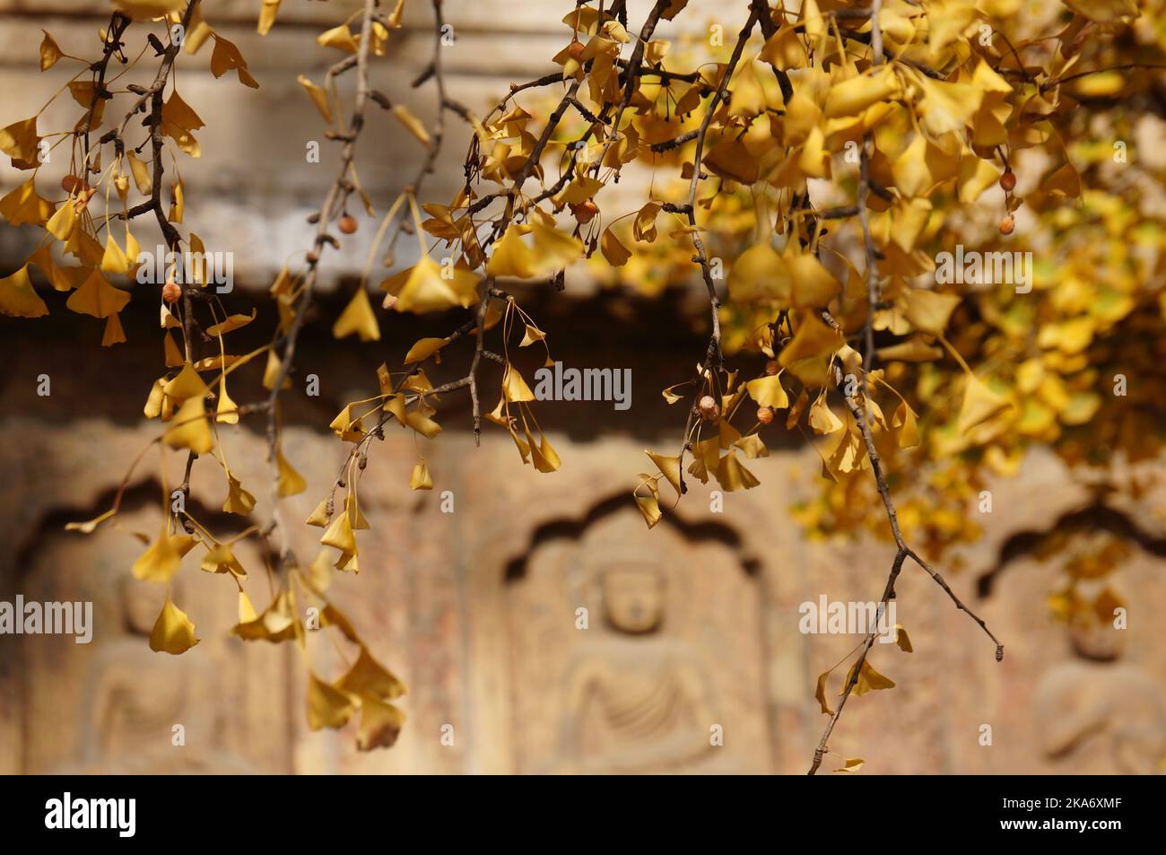 Two ancient ginkgo trees nearly 600 years old are flourishing in the ...