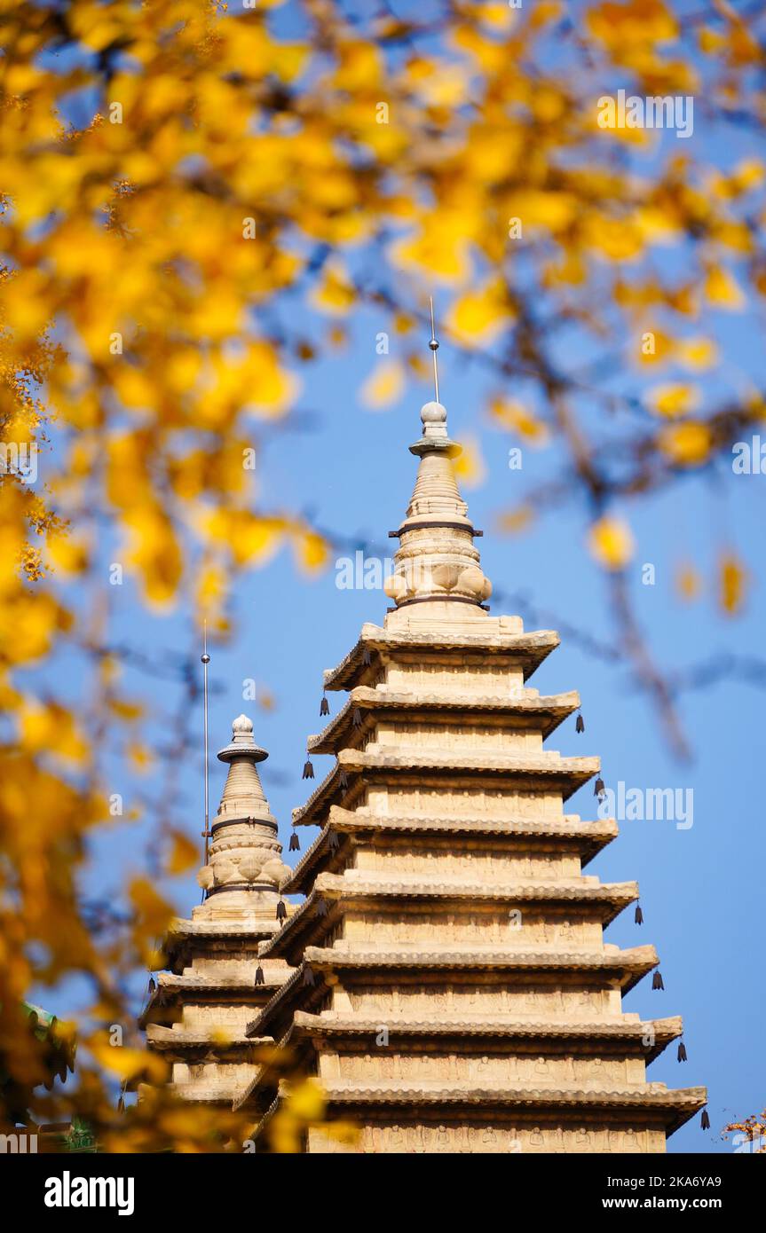 Two ancient ginkgo trees nearly 600 years old are flourishing in the ...