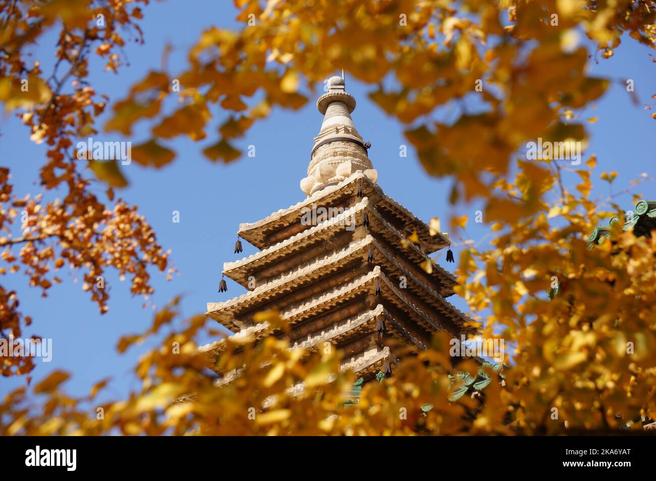 Two ancient ginkgo trees nearly 600 years old are flourishing in the ...