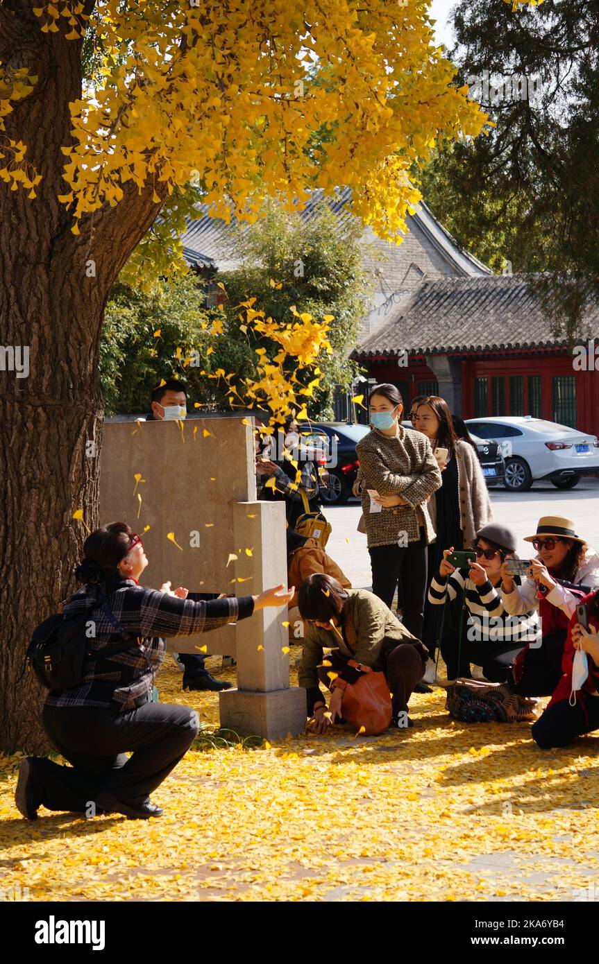 Two ancient ginkgo trees nearly 600 years old are flourishing in the ...