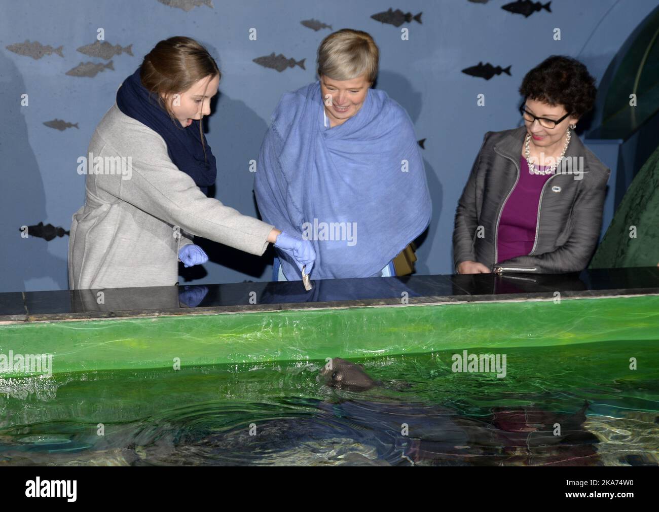 Tromsoe, Norway 20181117. Princess Ingrid Alexandra feeds catfish at ...