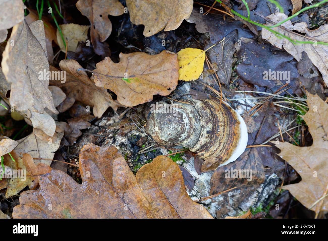polypore fungus on fallen birch tree trunk Stock Photo - Alamy