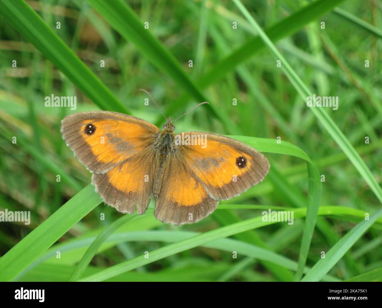 Gatekeeper (Pyronia tithonus) in France. In roadside vegetation along ...