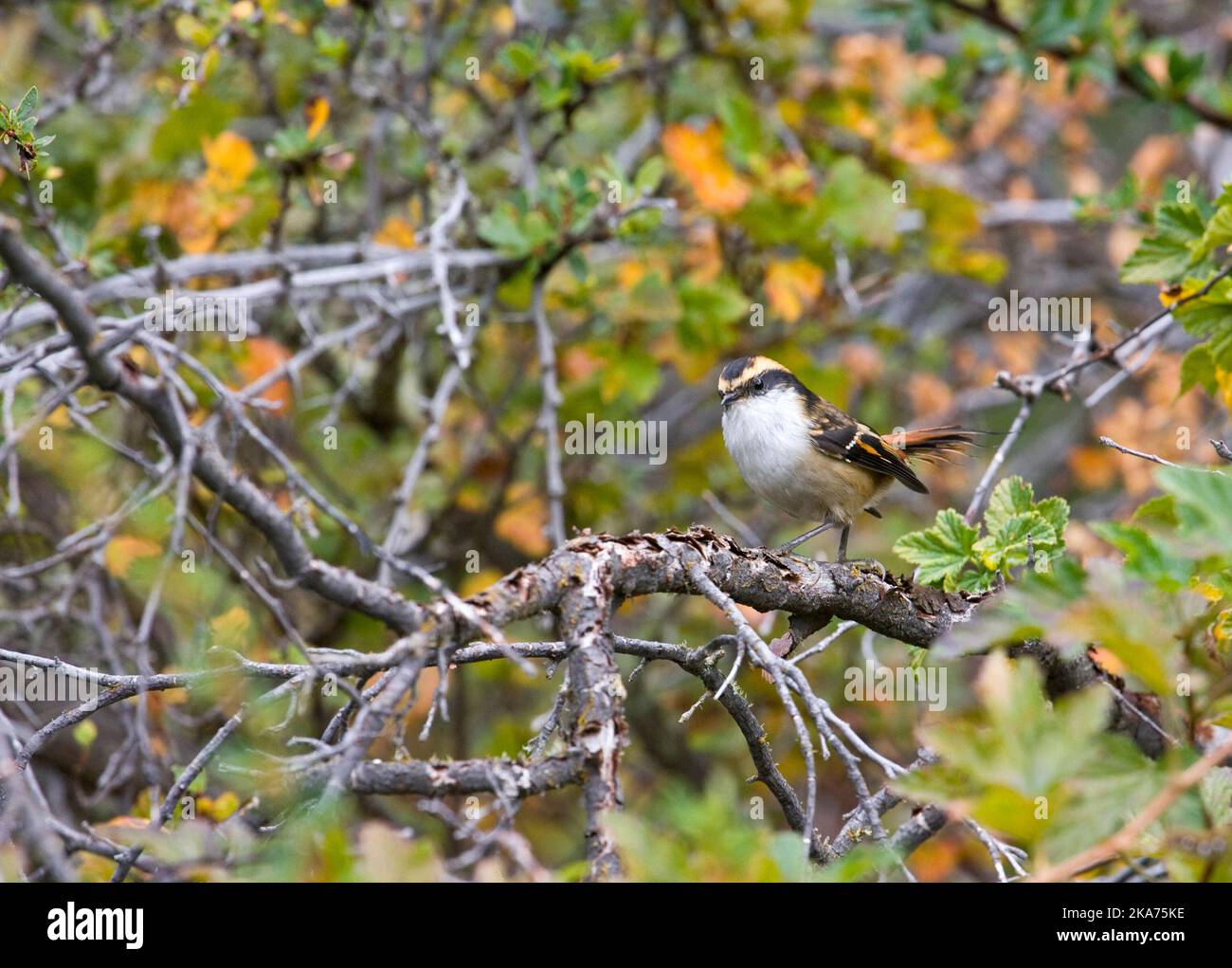 Doornstaartrayadito, Thorn-tailed Rayadito, Aphrastura spinicauda Stock ...